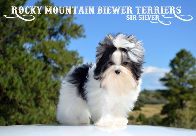 Rocky Mountain's Sir Silver - Rocky Mountain Biewer Terriers