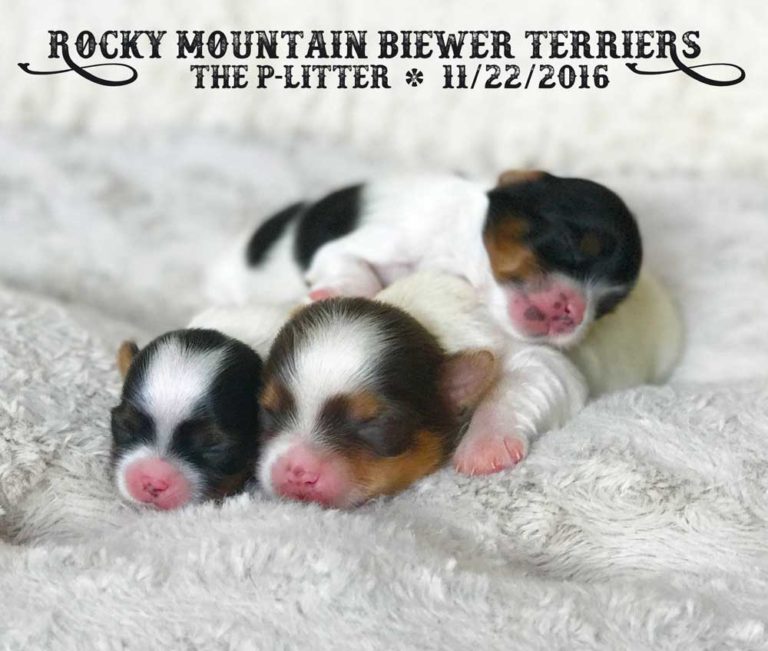 Rocky Mountain Biewer Terriers P-Litter - Rocky Mountain Biewer Terriers