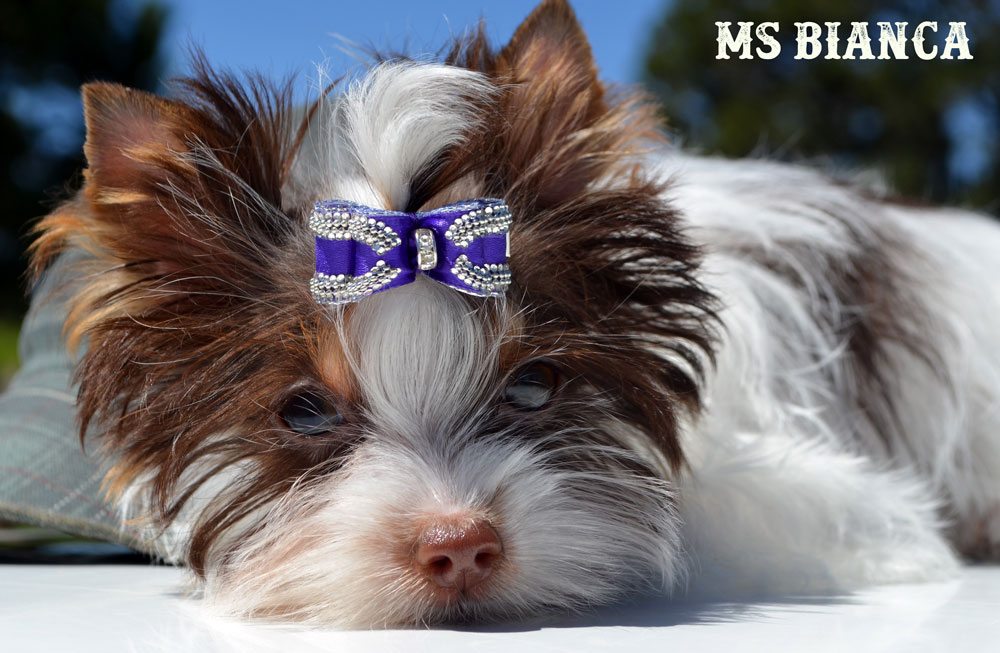Ms Bianca, Mini Chocolate Biewer Girl - Rocky Mountain Biewer Terriers