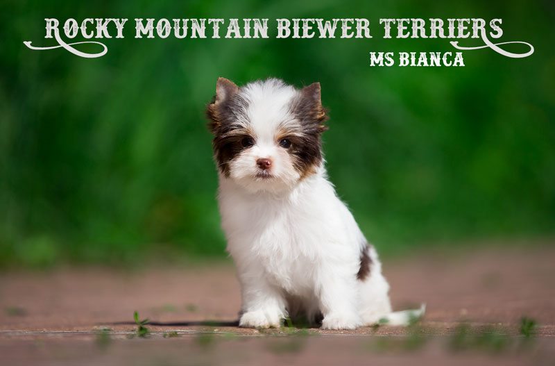 Ms Bianca, Mini Chocolate Biewer Girl - Rocky Mountain Biewer Terriers
