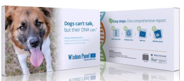 MARS Wisdom Panel 3.0 breed DNA test - Rocky Mountain Biewer Terriers