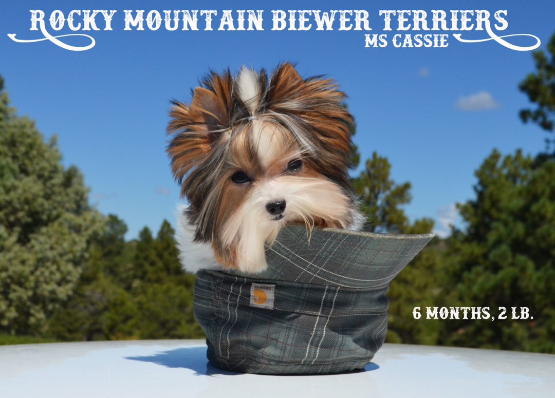 Ms Cassie Mini Biewer Girl - Rocky Mountain Biewer Terriers