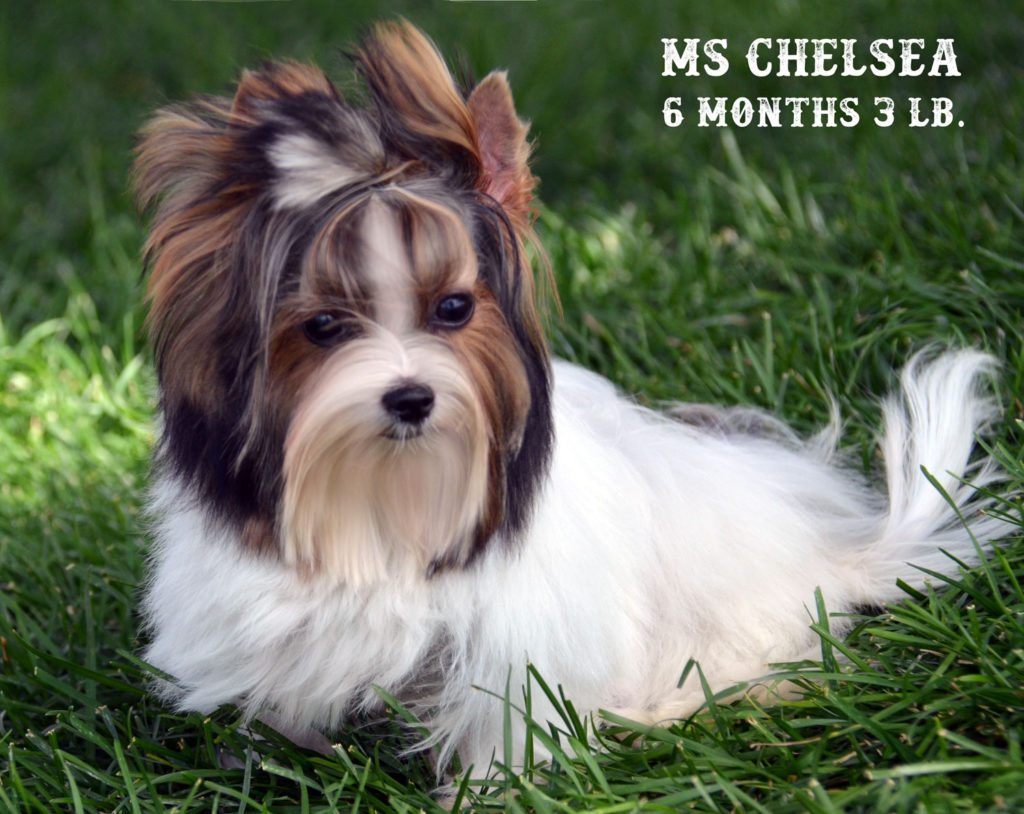 Ms Chelsea - Mini Biewer Girl - Rocky Mountain Biewer Terriers