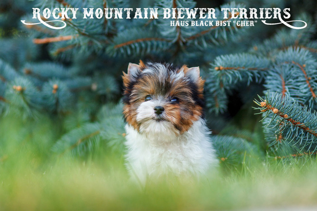 Available Biewer Terrier Girl Ms Cher - Rocky Mountain Biewer Terriers