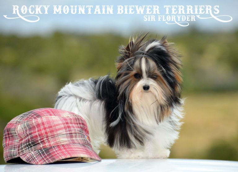 Sir FloRyder Mini Biewer Terrier Boy - Rocky Mountain Biewer Terriers