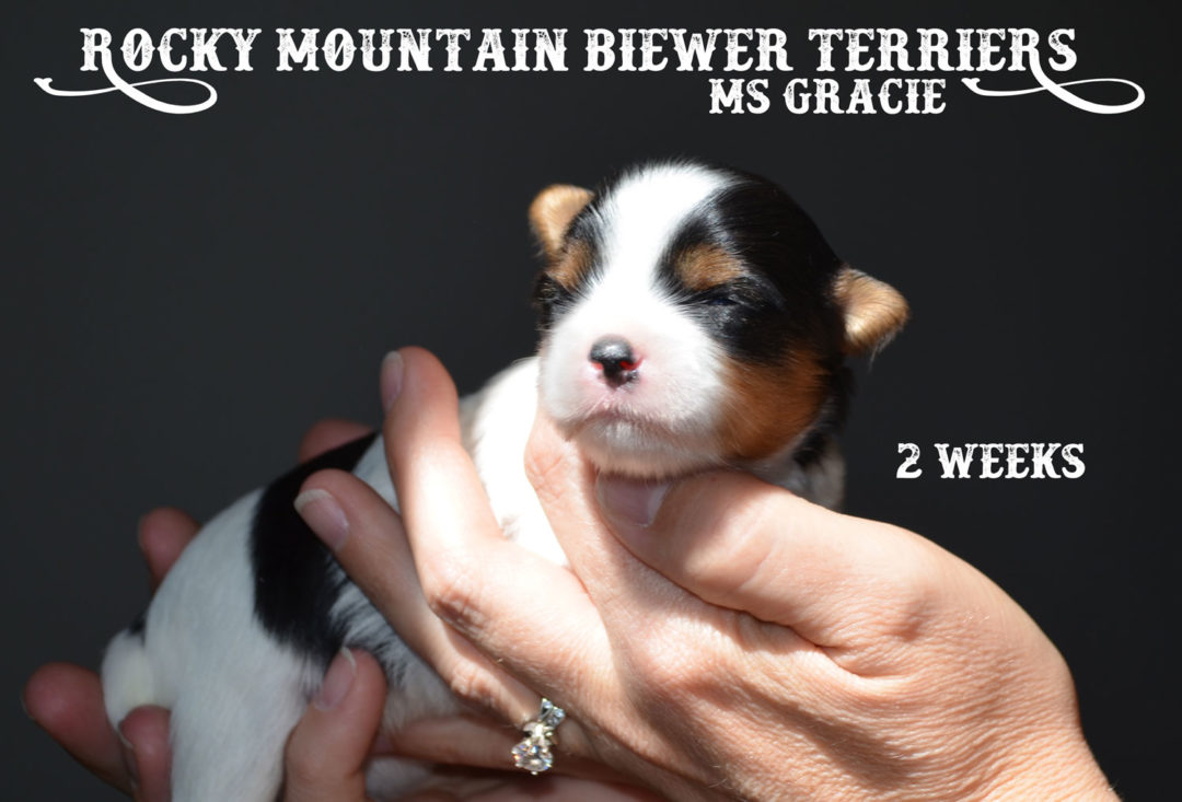 Ms Gracie AKC Biewer Terrier Girl - Rocky Mountain Biewer Terriers