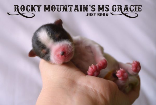 gracie-born-1Ms Gracie AKC Biewer Terrier Girl - Rocky Mountain Biewer ...
