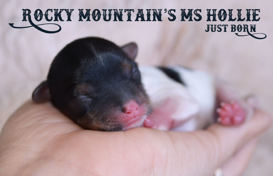 Rocky Mountain's Ms Hollie - Rocky Mountain Biewer Terriers