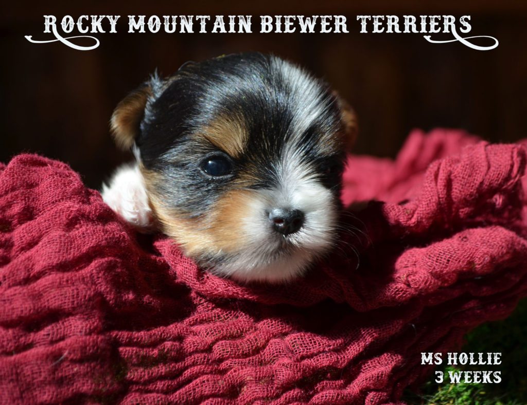 Rocky Mountain's Ms Hollie - Rocky Mountain Biewer Terriers