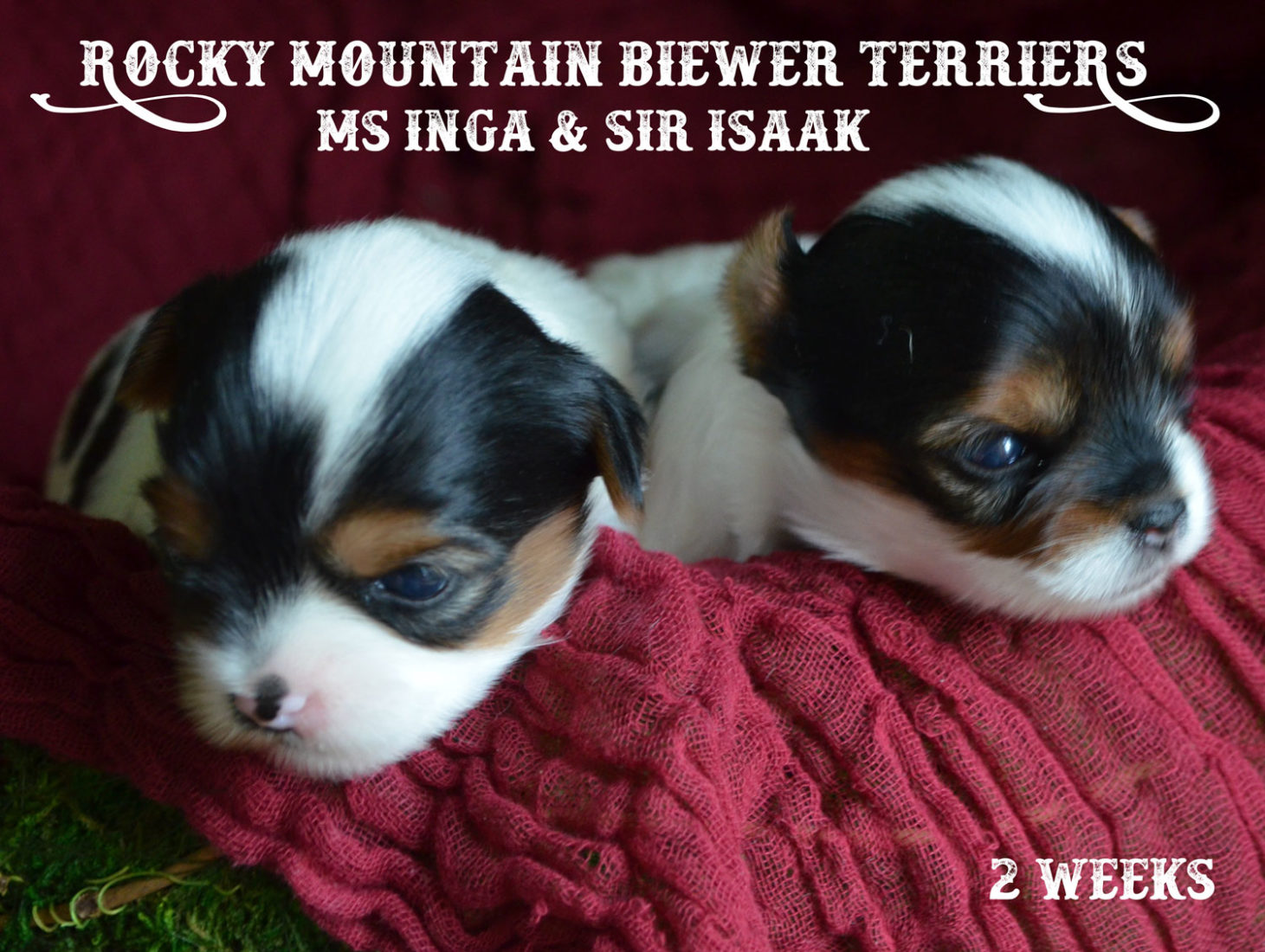 Rocky Mountain's Ms Inga - Rocky Mountain Biewer Terriers