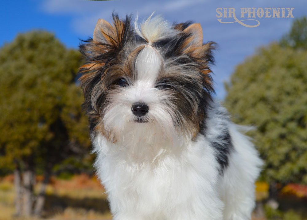Sir Phoenix Biewer Terrier Boy - Rocky Mountain Biewer Terriers