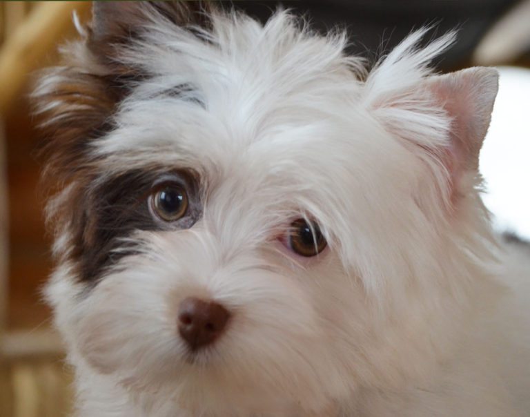 Ms Stella Biro Girl - Rocky Mountain Biewer Terriers