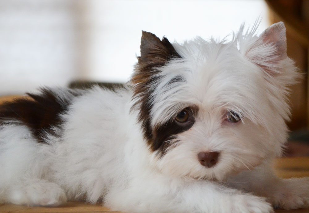 Ms Stella Biro Girl - Rocky Mountain Biewer Terriers