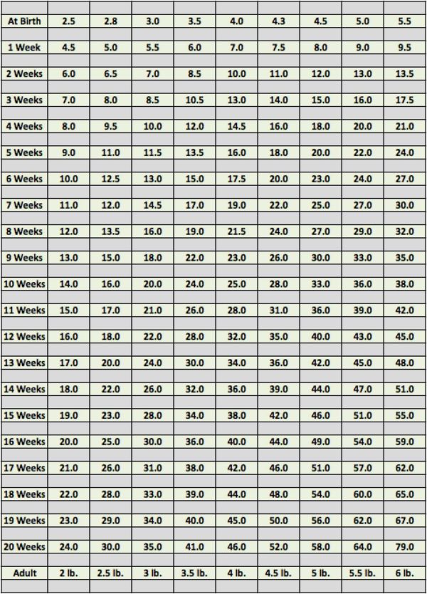Biewer Terrier Growth Chart - Rocky Mountain Biewer Terriers
