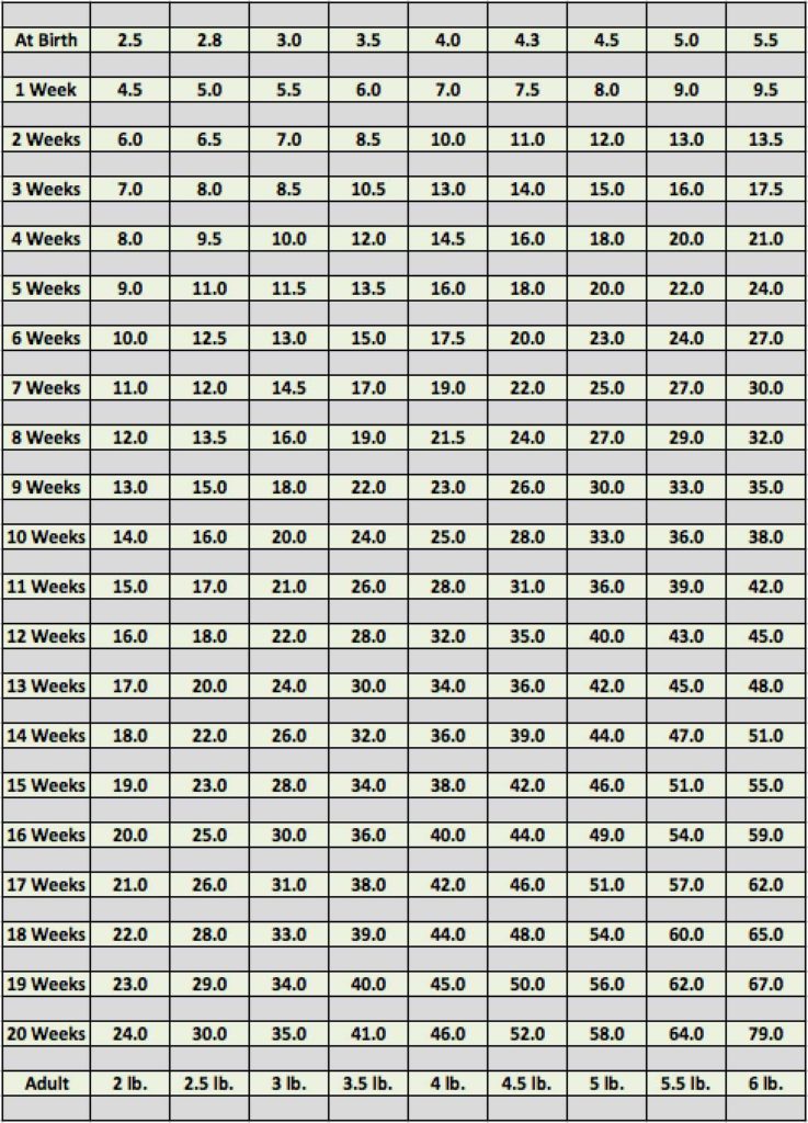 Biewer Terrier Growth Chart - Rocky Mountain Biewer Terriers