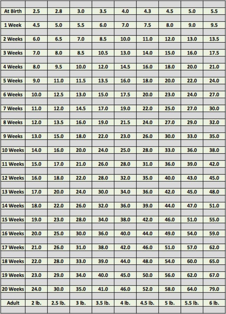 Biewer Terrier Growth Chart - Rocky Mountain Biewer Terriers