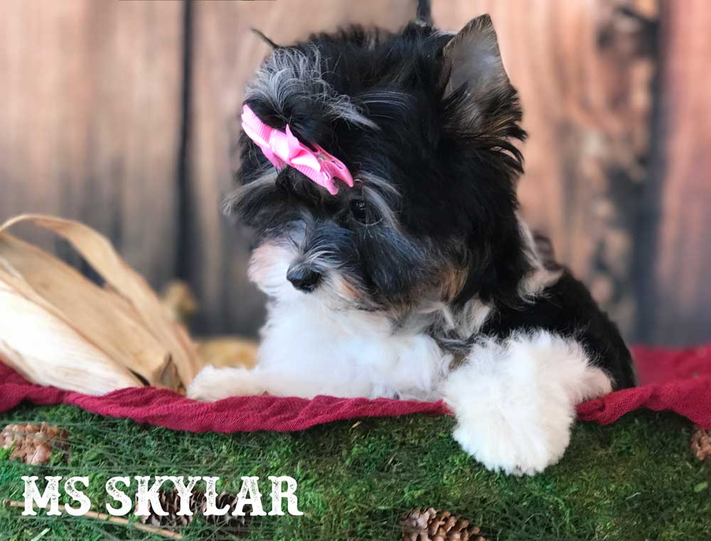 Ms Skylar Mini Biewer Terrier Girl - Rocky Mountain Biewer Terriers