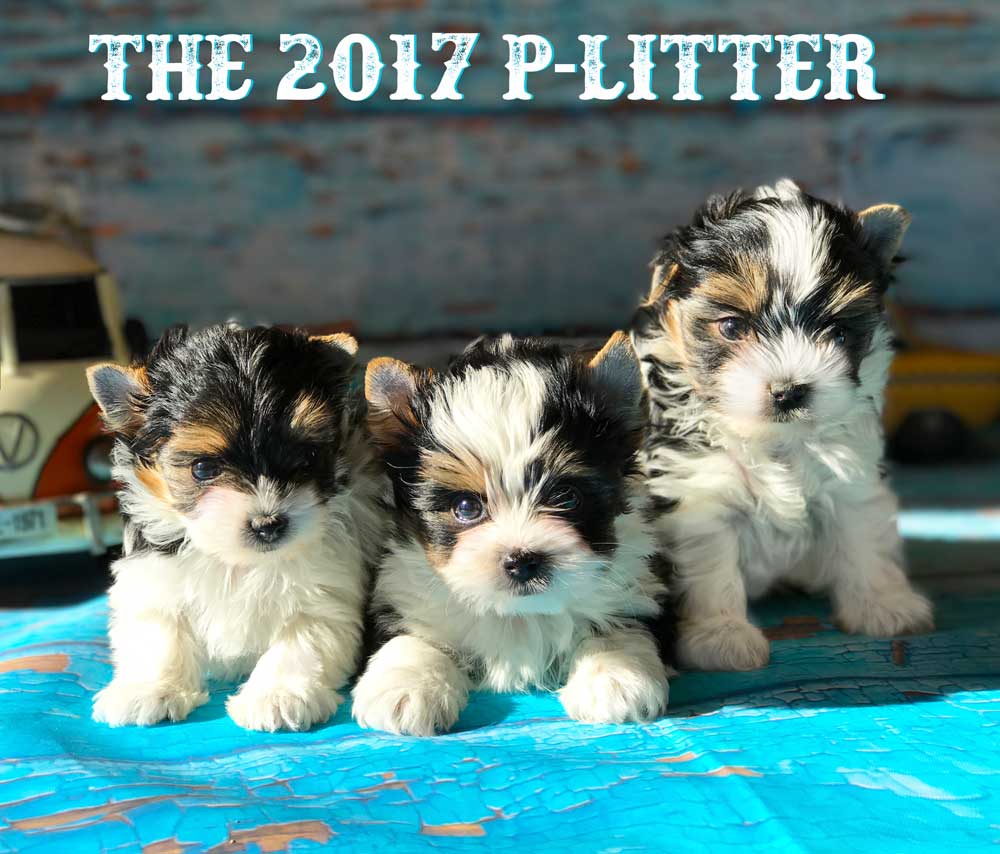 Rocky Mountain's P-Litter - Rocky Mountain Biewer Terriers