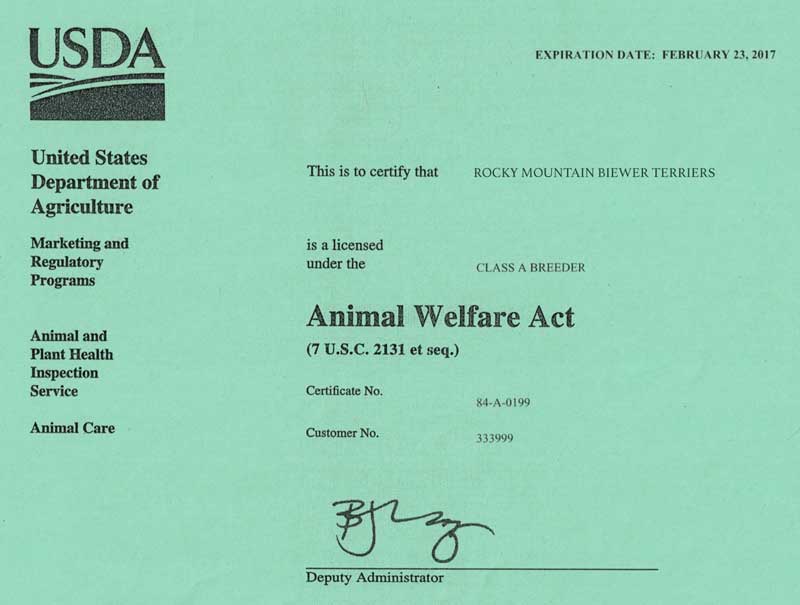 USDA License Rocky Mountain Biewer Terriers - Rocky Mountain Biewer ...