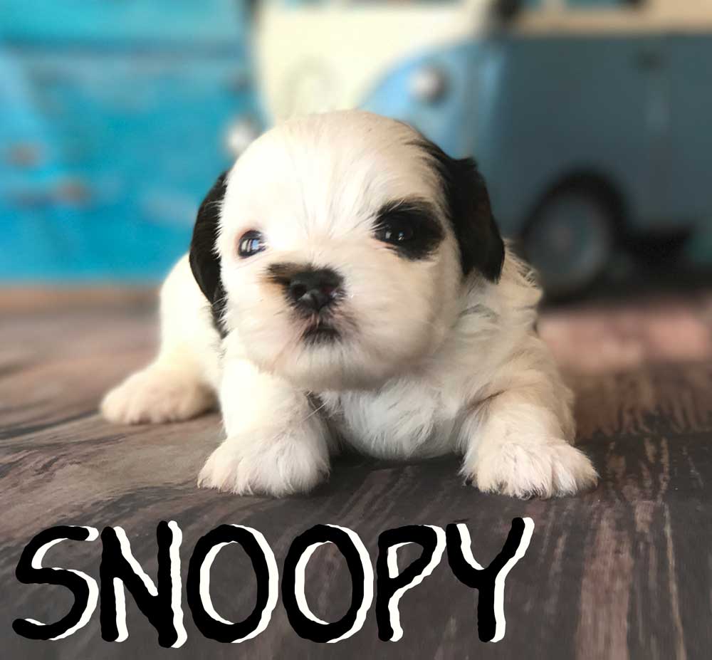 Rocky Mountain's Sir Snoopy - Rocky Mountain Biewer Terriers