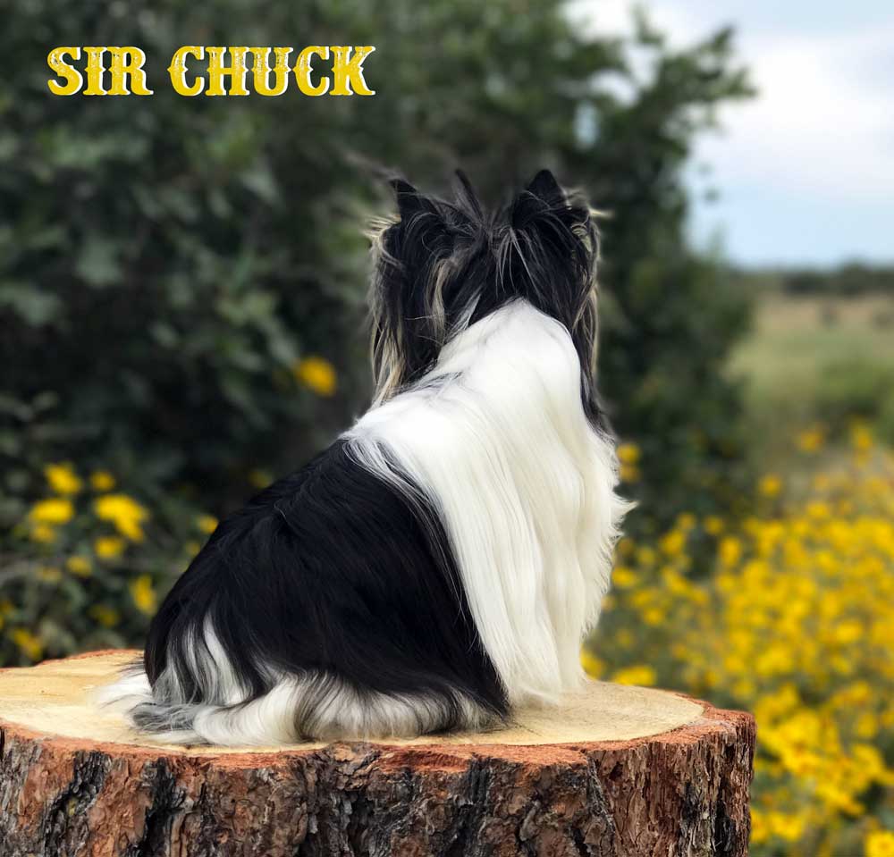 Rocky Mountain Biewer Terriers Sir Chuck - Rocky Mountain Biewer Terriers