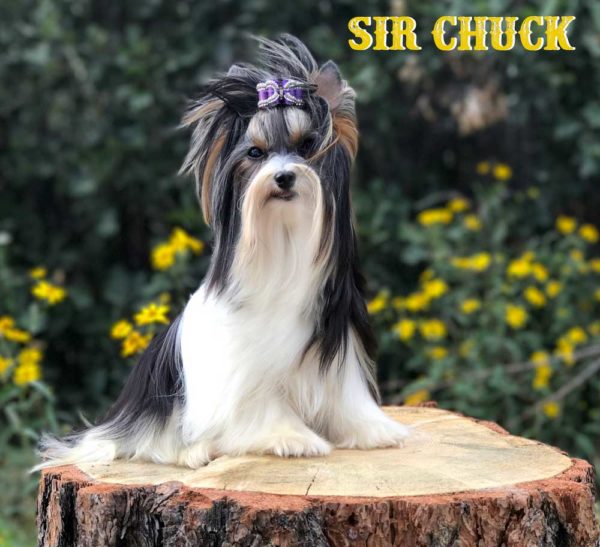 Rocky Mountain Biewer Terriers Sir Chuck - Rocky Mountain Biewer Terriers