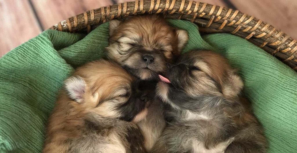 Rocky Mountain Pomeranians - Rocky Mountain Biewer Terriers
