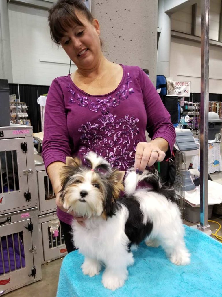 Biewer Show Grooming Session at the Capital City Classic Dog Show