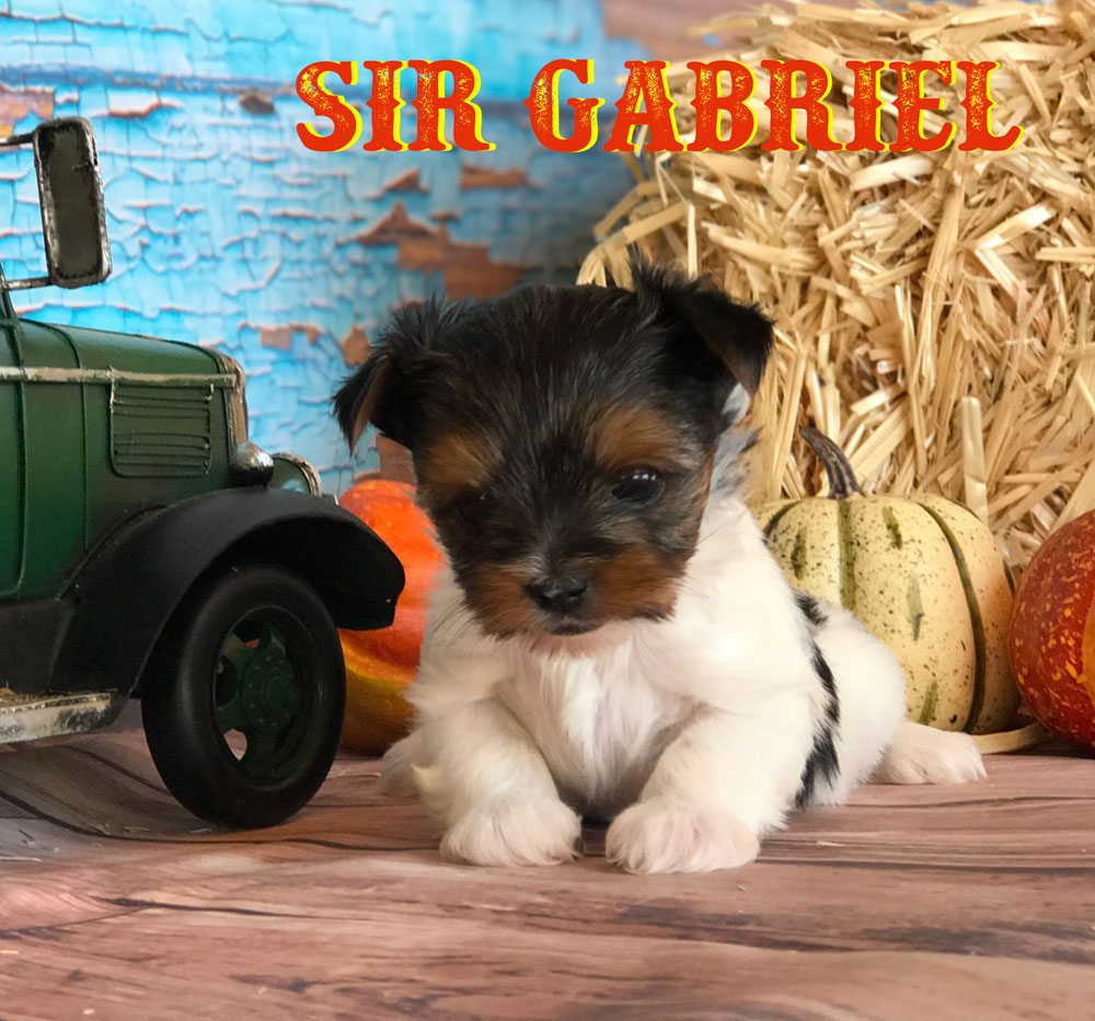 Rocky Mountain's Sir Gabriel Biewer Terrier - Rocky Mountain Biewer ...