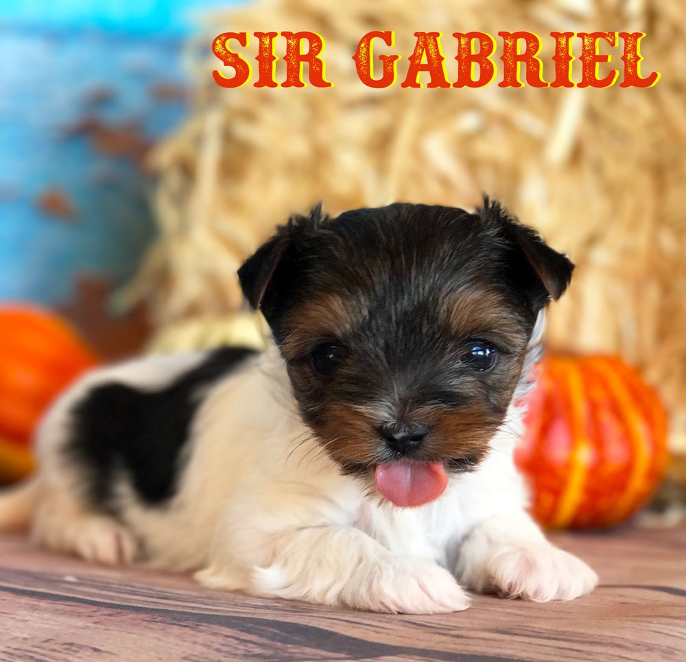 Rocky Mountain's Sir Gabriel Biewer Terrier - Rocky Mountain Biewer ...