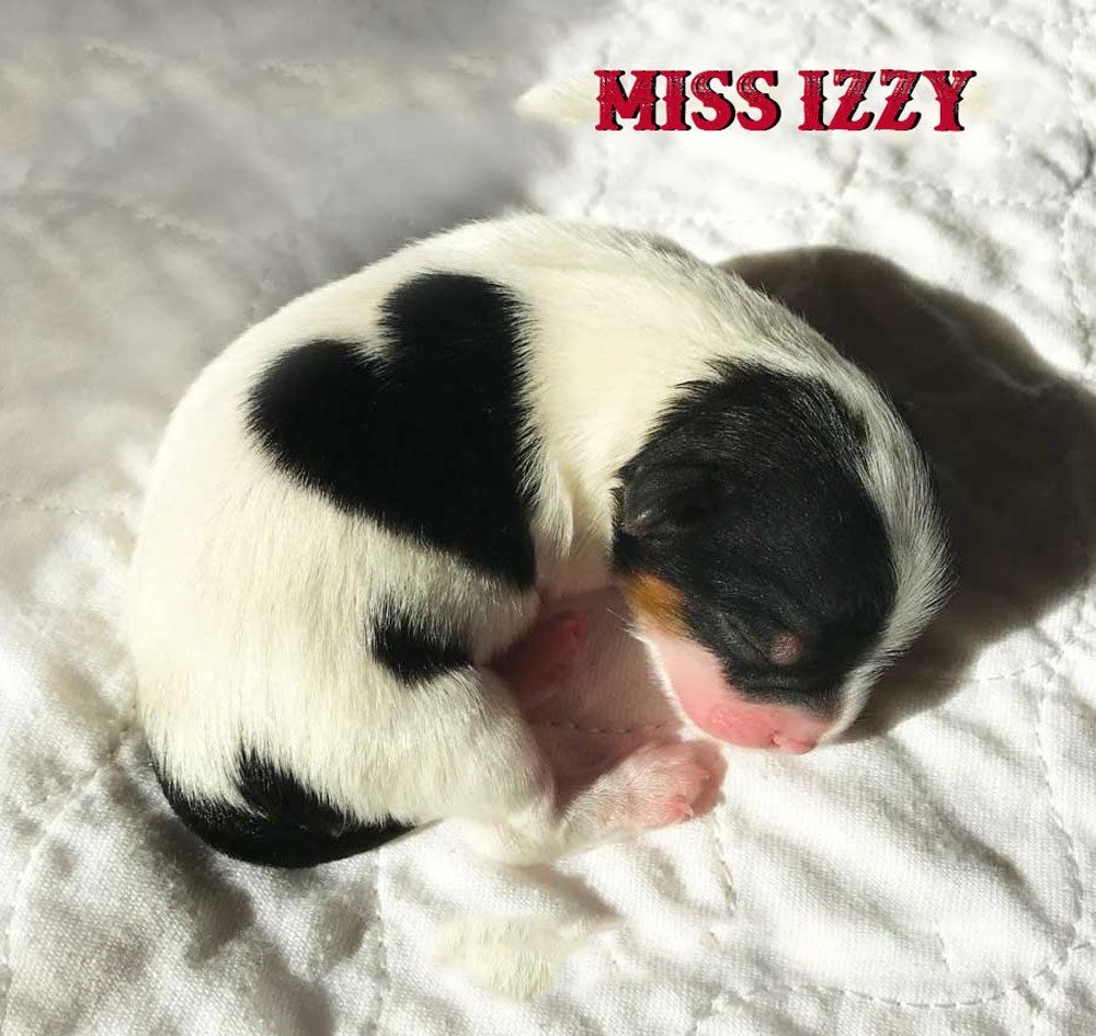 Rocky Mountain Biewer Terriers Miss Izzy - Rocky Mountain Biewer Terriers