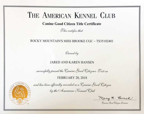 Biewer Terriers and the AKC Training Programs and Certificates