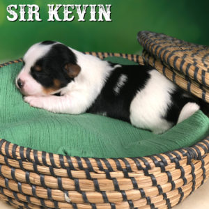 Available Biewer Terrier Puppies - Rocky Mountain Biewer Terriers