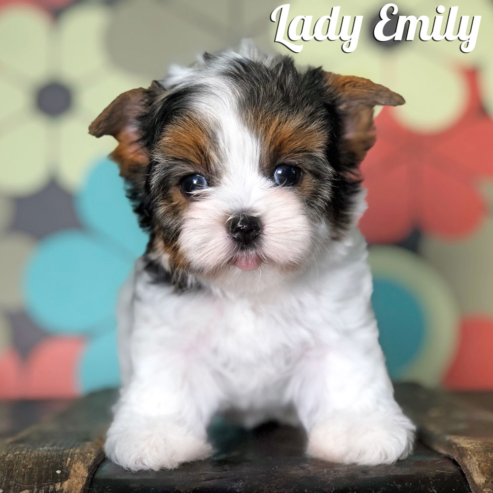Available Biewer Terrier Puppies - Rocky Mountain Biewer Terriers