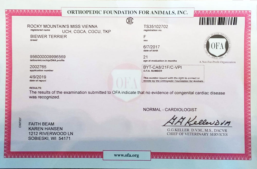 OFA Health Certificates | Rocky Mountain Biewer Terriers