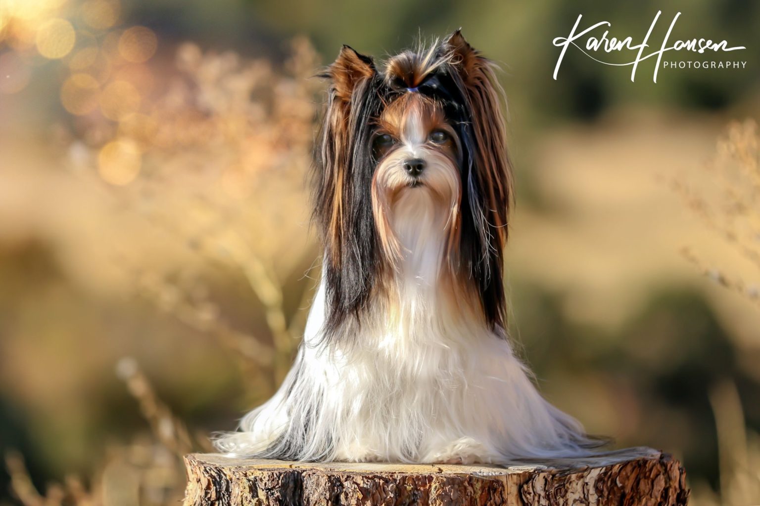 Biewer Terrier Puppy Lady Ava Biewer Terrier Puppy Girl