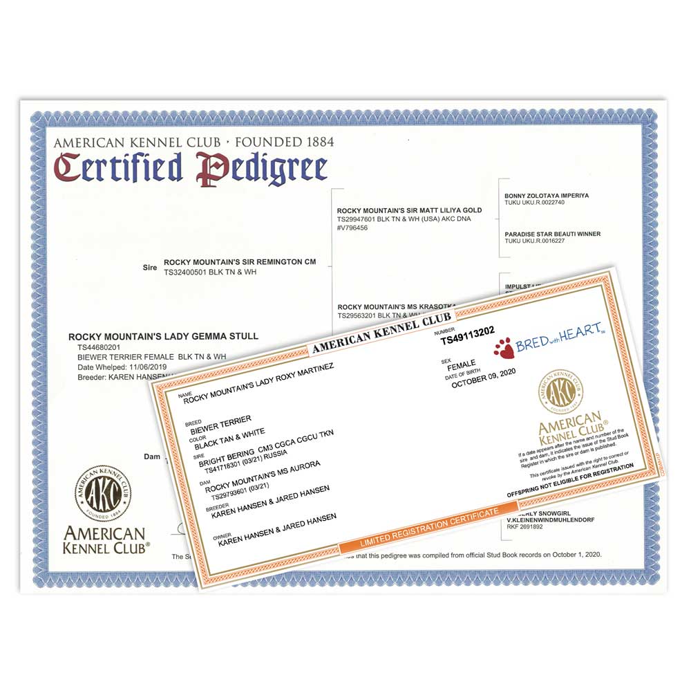 AKC Registration Certificate And Pedigree For Your Biewer Terrier