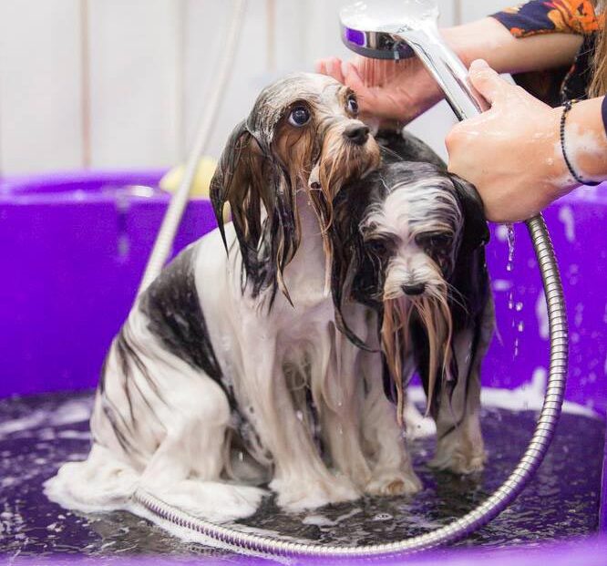Biewer Terrier Bath made easy