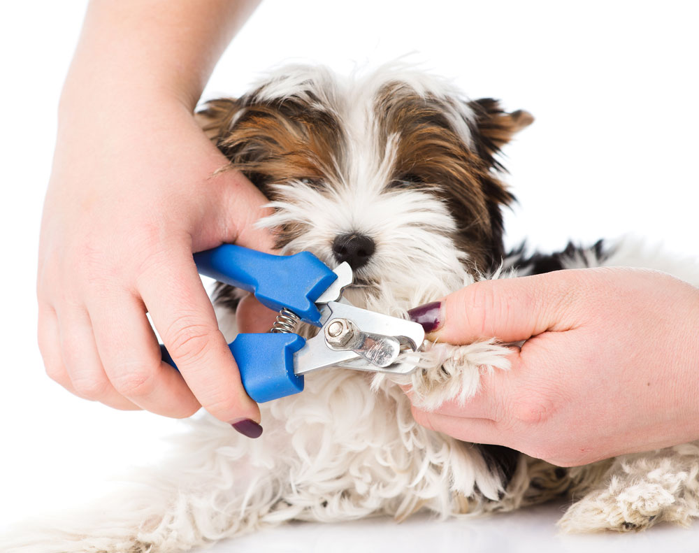 Biewer Terrier nails and keeping them trimmed