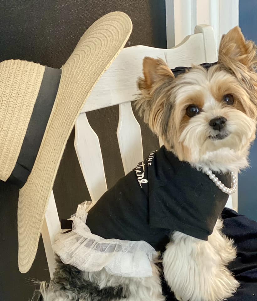 Healthy Biewer Terriers? What others say now and years later?