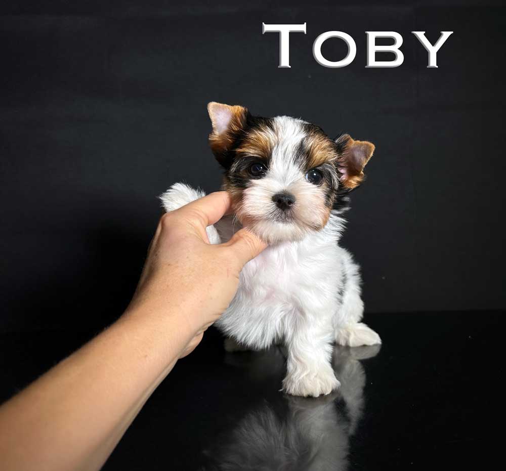 Biewer Terrier Boy Puppy Toby