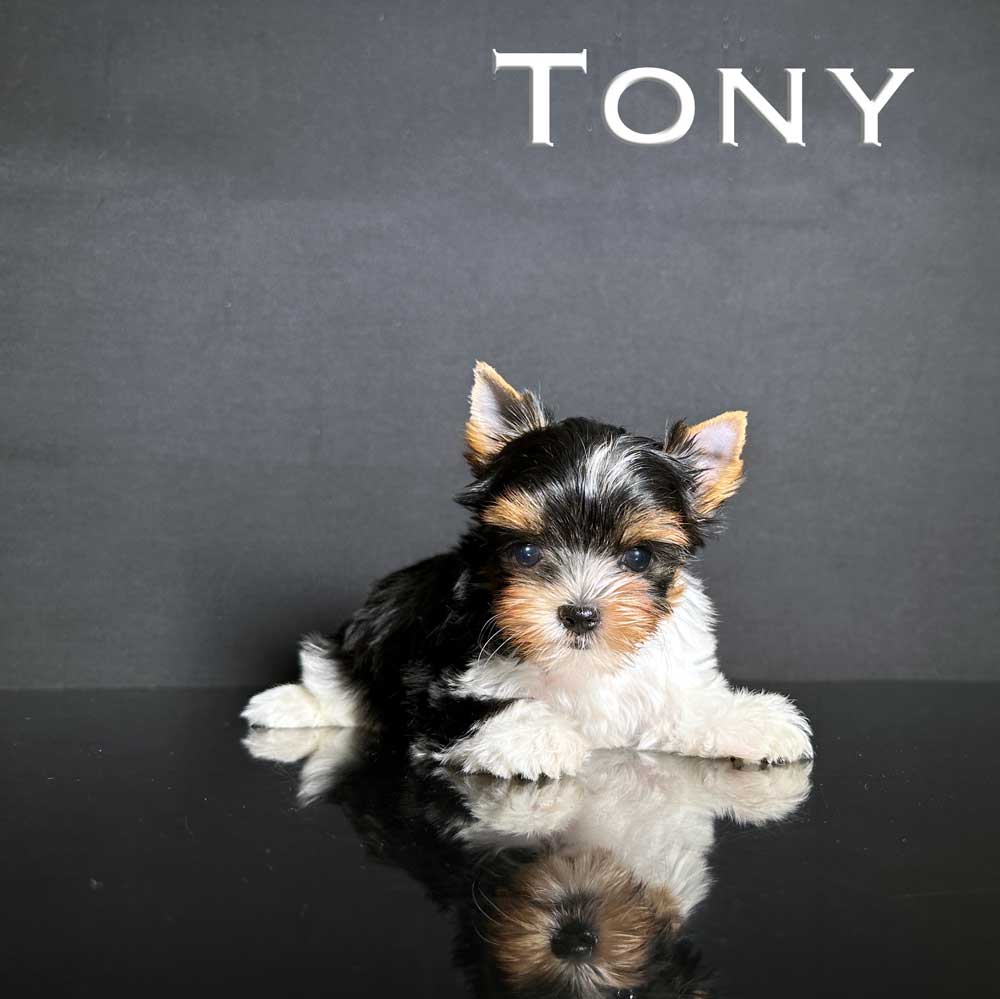 Here are our Available Biewer Puppies