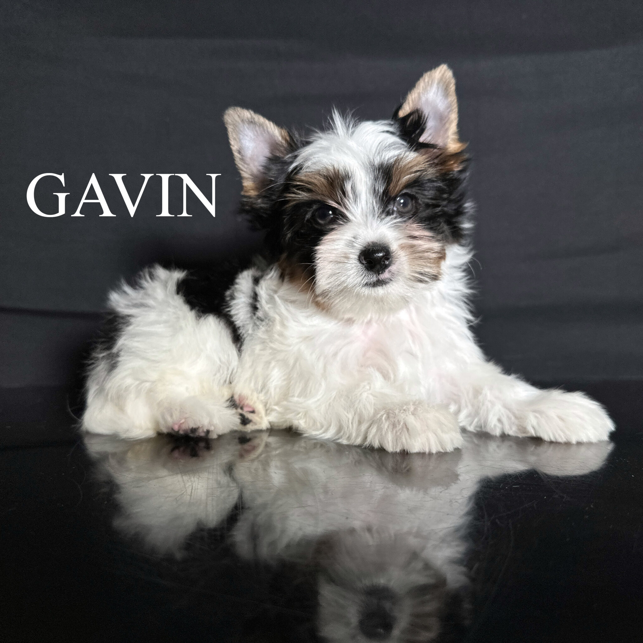 Here are our Available Biewer Puppies