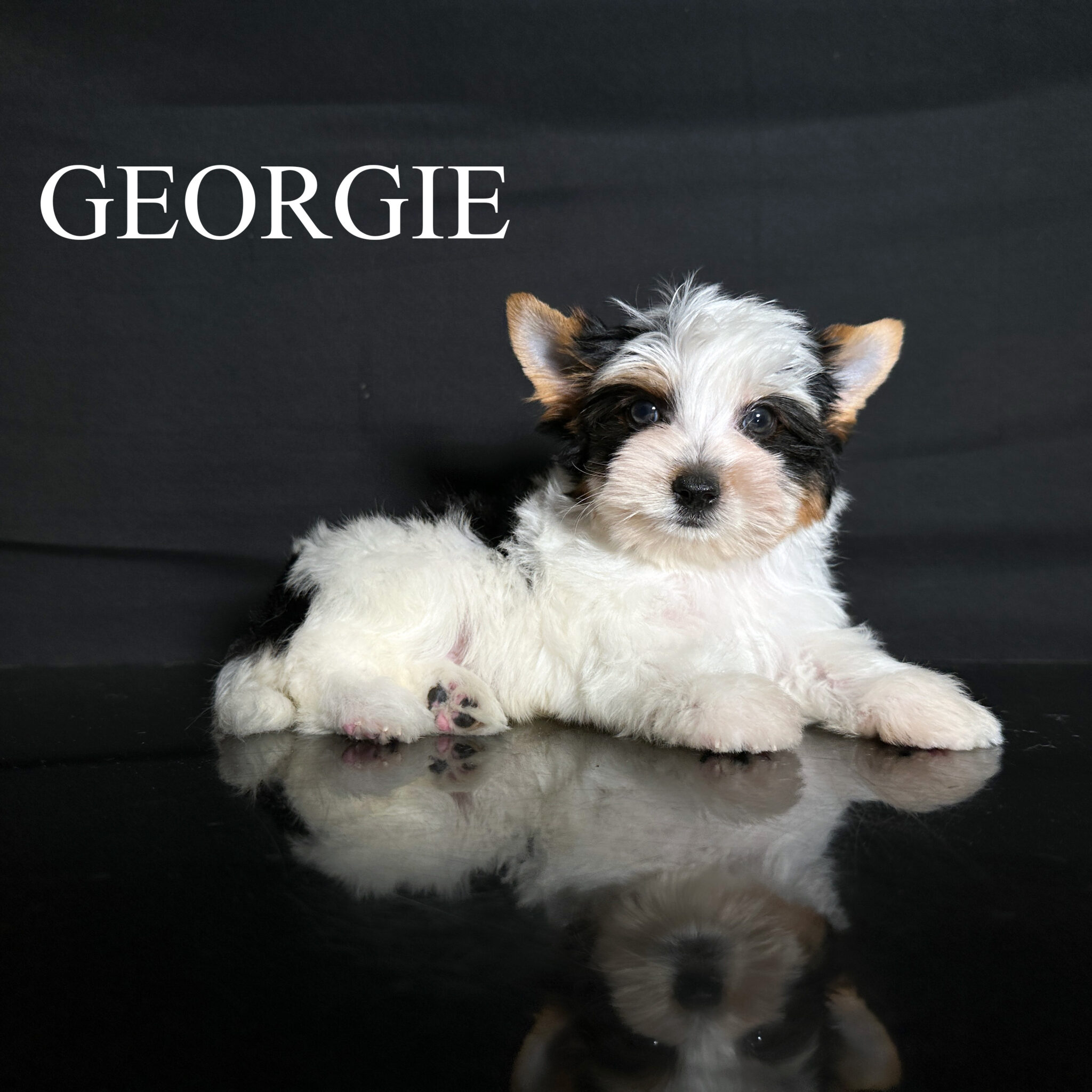 Here are our Available Biewer Puppies