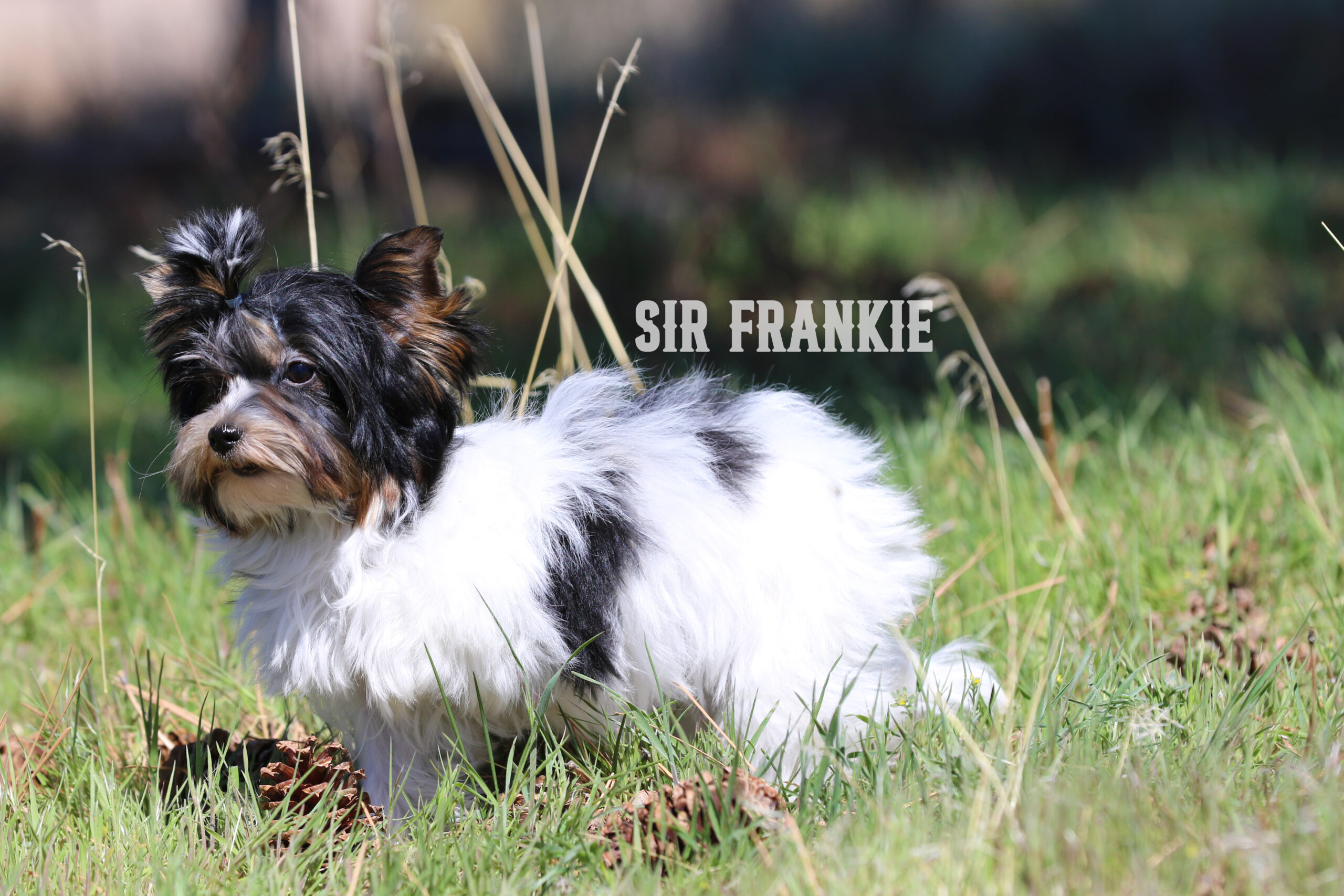 Meet Frankie Biewer Puppy | Rocky Mountain Biewer Terriers