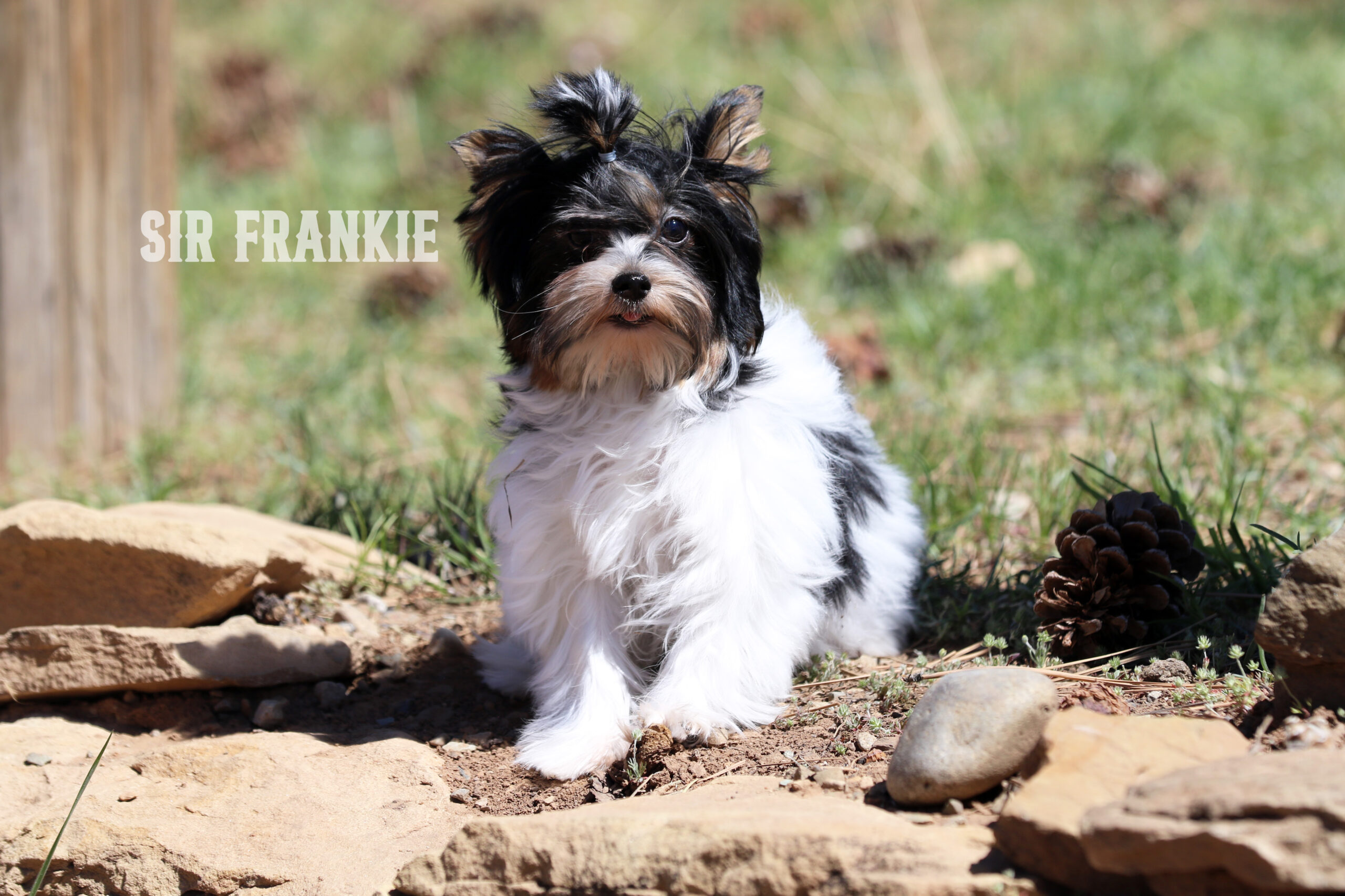 Meet Frankie Biewer Puppy | Rocky Mountain Biewer Terriers