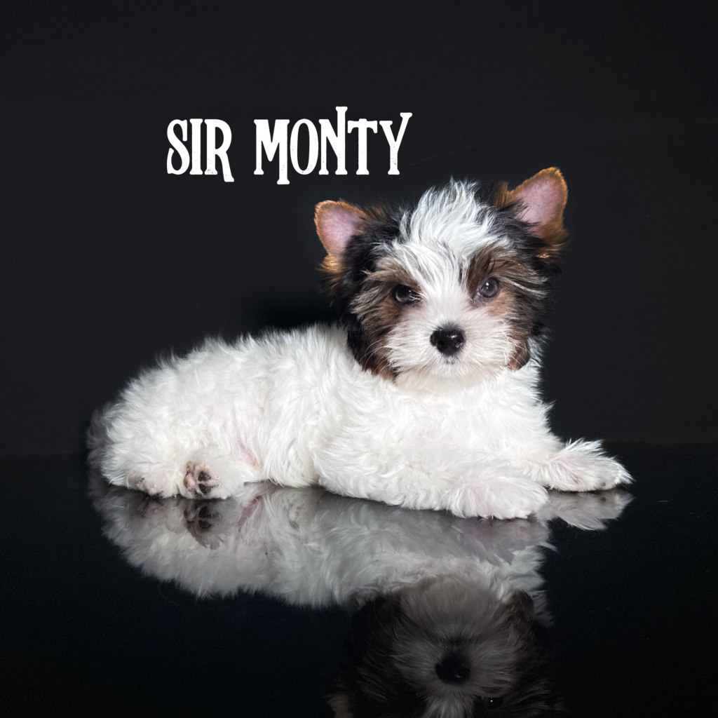 Available Biewer Terrier Puppies - Rocky Mountain Biewer Terriers