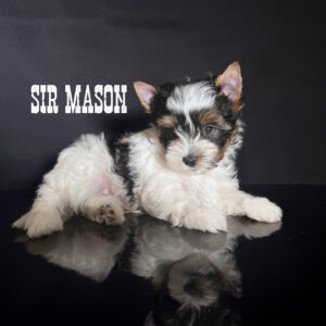 Here are our Available Biewer Puppies