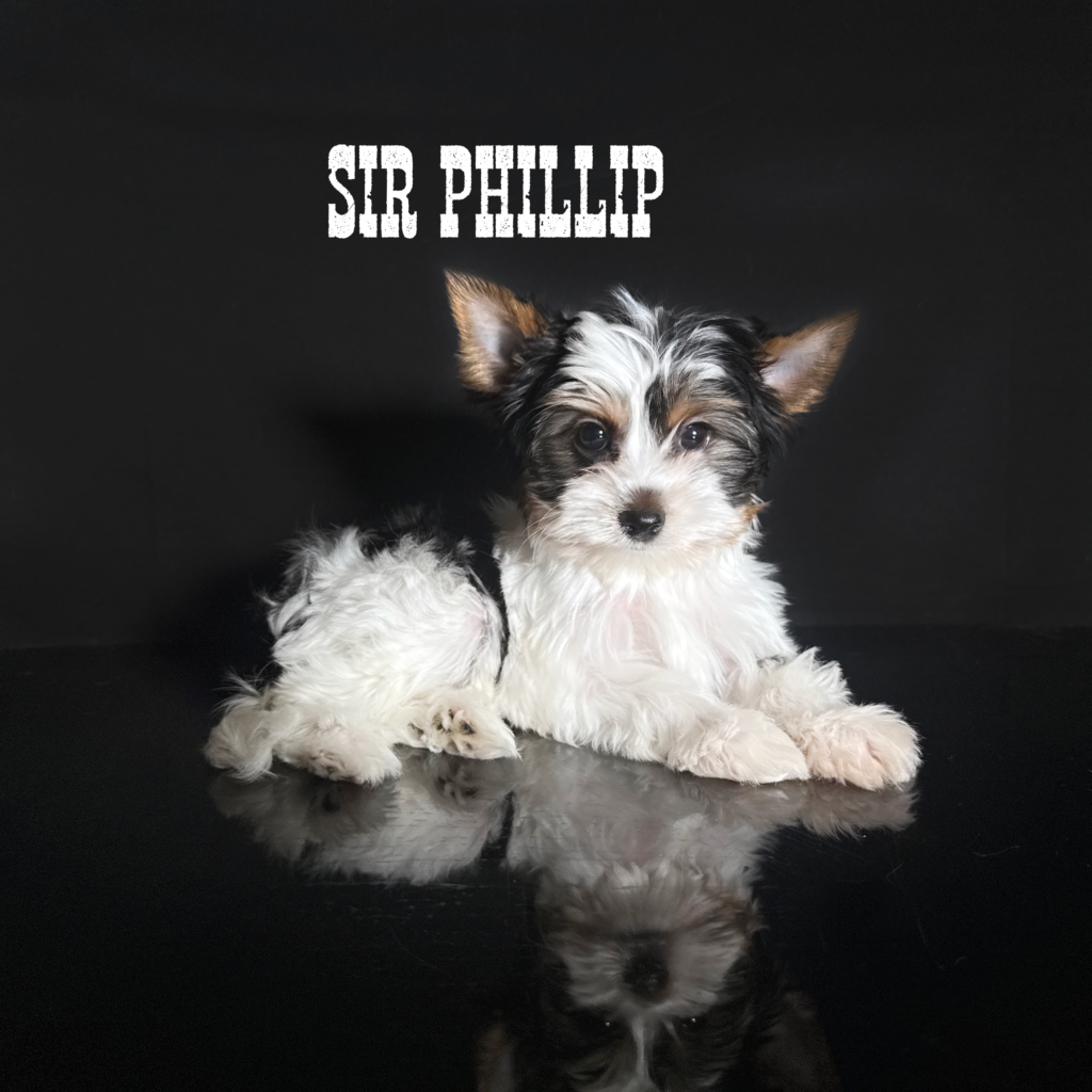 Here are our Available Biewer Puppies