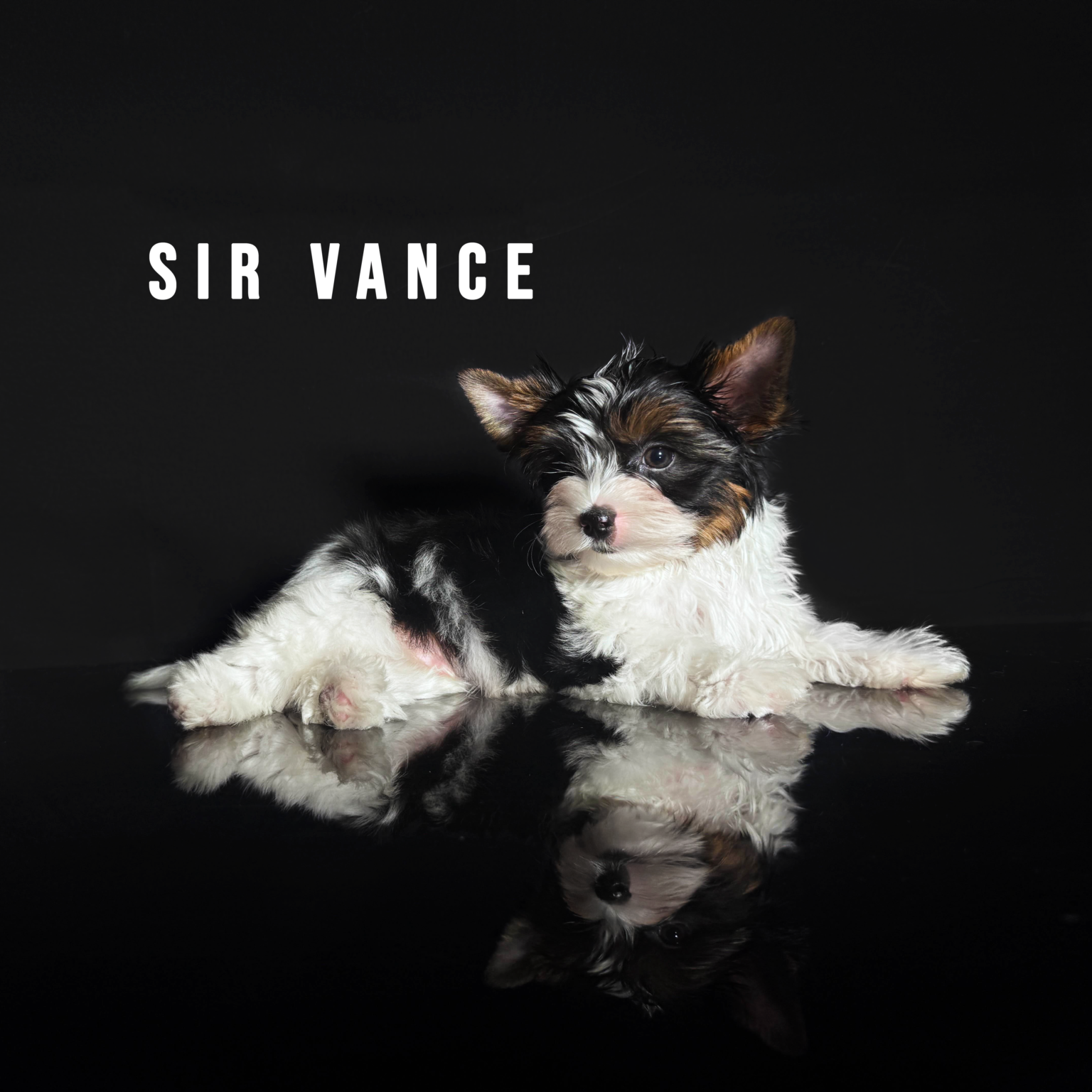 Here are our Available Biewer Puppies